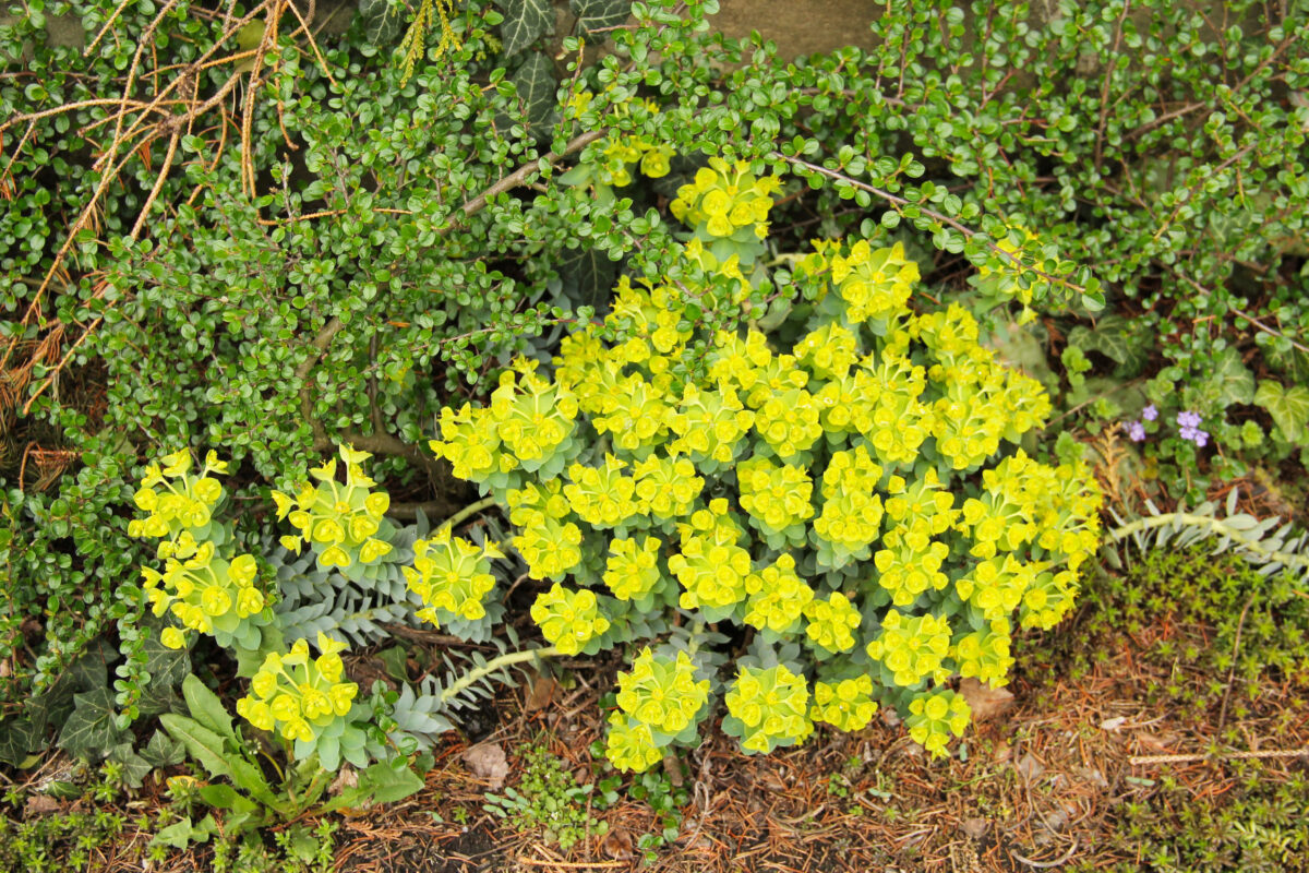Myrtle spurge, a weed found in northern Weber County, is no trifling ...